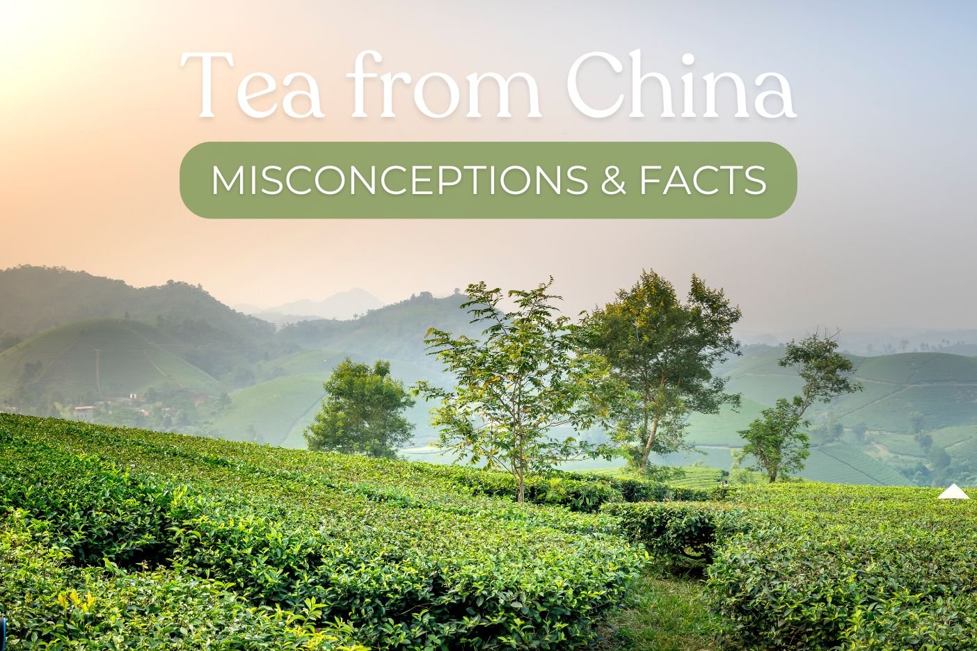 Tea from China | Misconceptions and Facts – Full Leaf Tea Company