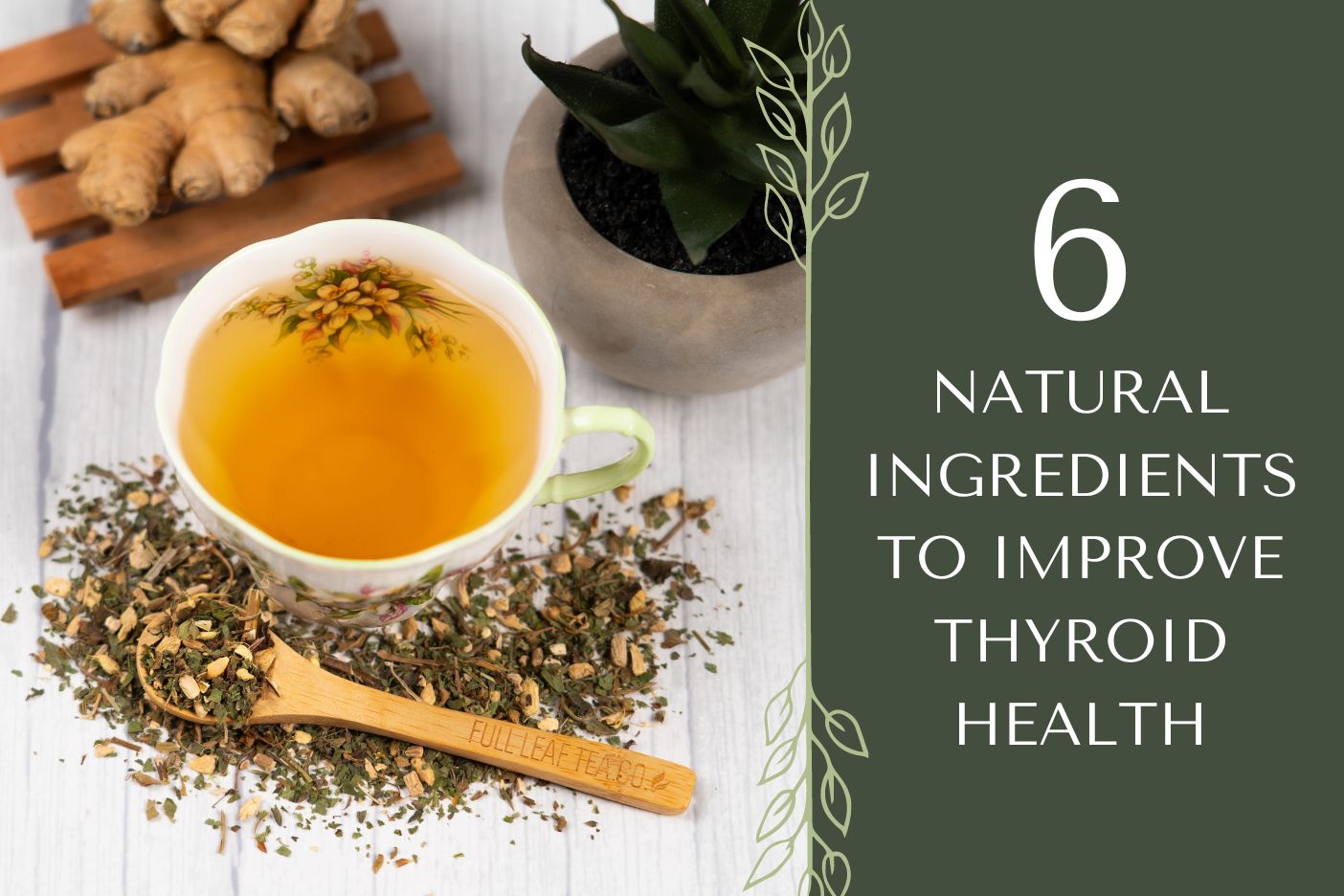 Organic Thyroid Health 🍃 | Tea of the Week – Full Leaf Tea Company