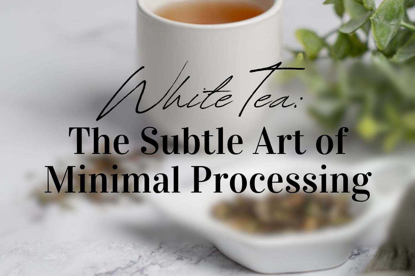White Tea: The Subtle Art of Minimal Processing – Full Leaf Tea Company