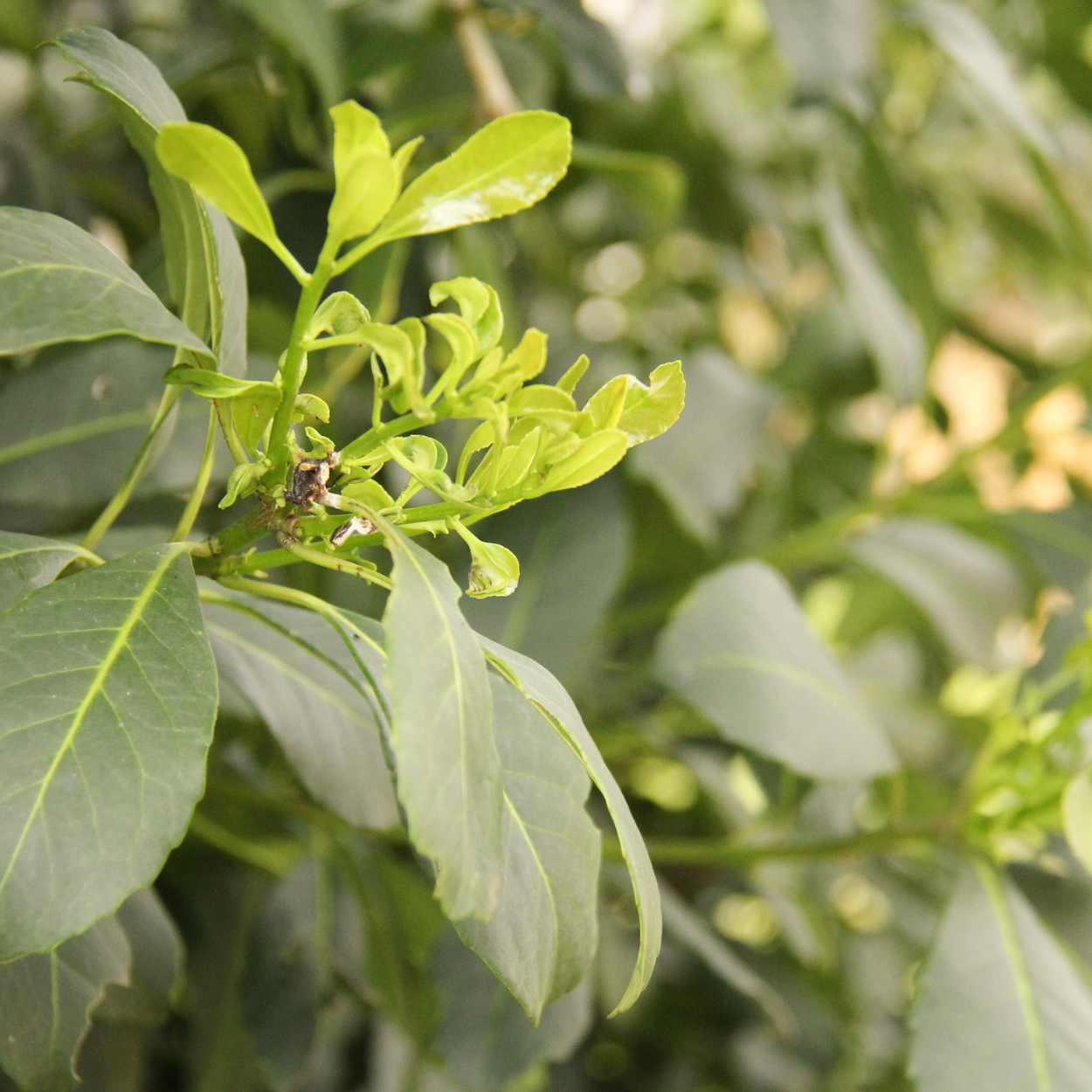 Organic Yerba Mate - Loose Leaf & Caffeinated – Full Leaf Tea Company