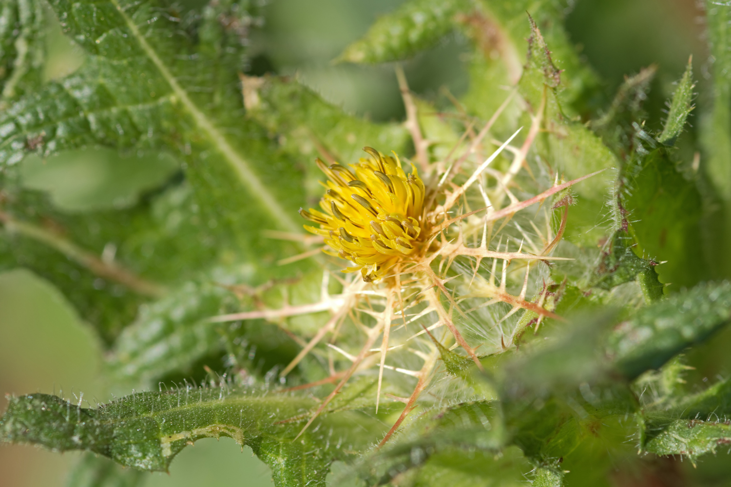 What is Blessed Thistle Tea? - History, Benefits, and More – Full Leaf ...