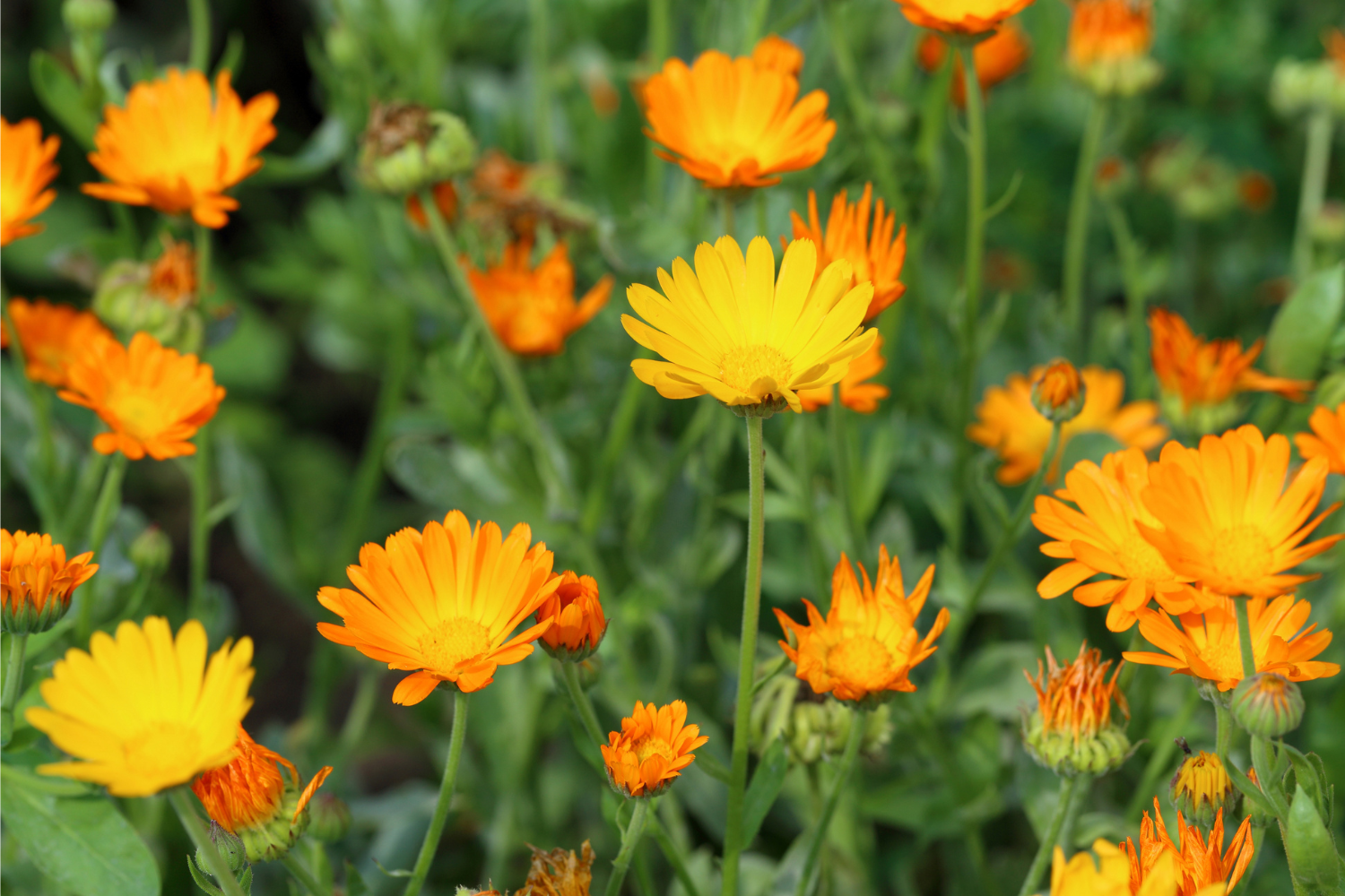 What is Calendula Tea? - History, Benefits, and More – Full Leaf Tea ...